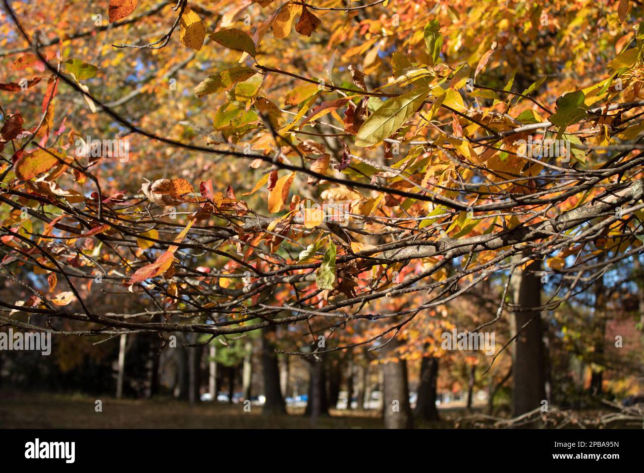 Trees in the park in autumn in Ohio Stock Photo - Alamy