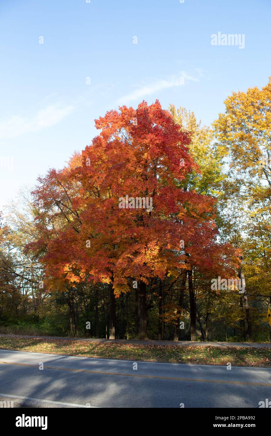 Trees an foliage in autumn in Northeast Ohio Stock Photo - Alamy