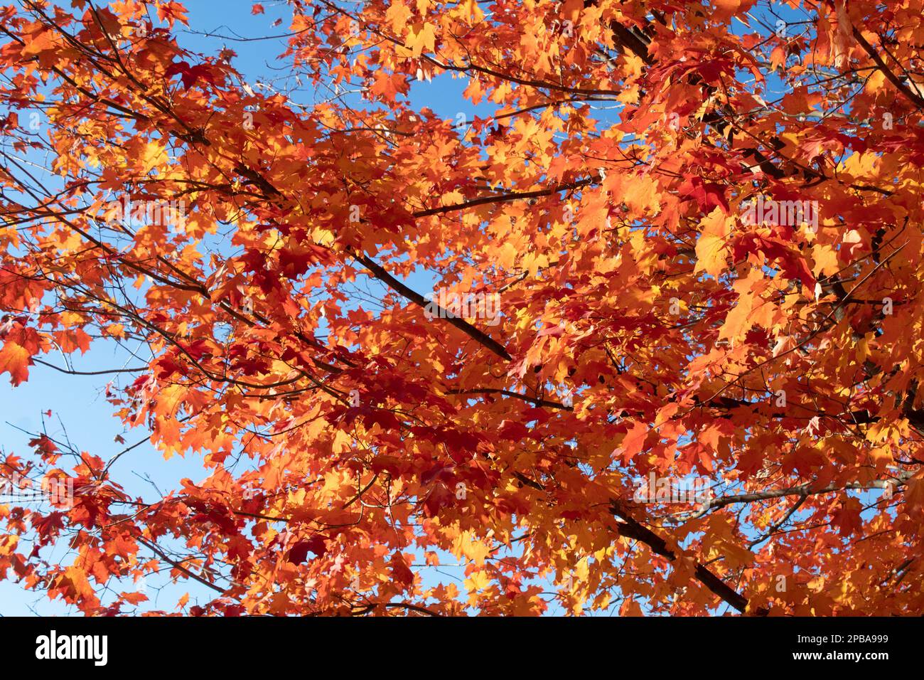 Trees an foliage in autumn in Northeast Ohio Stock Photo - Alamy