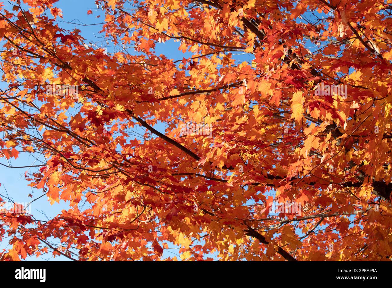 Trees an foliage in autumn in Northeast Ohio Stock Photo - Alamy