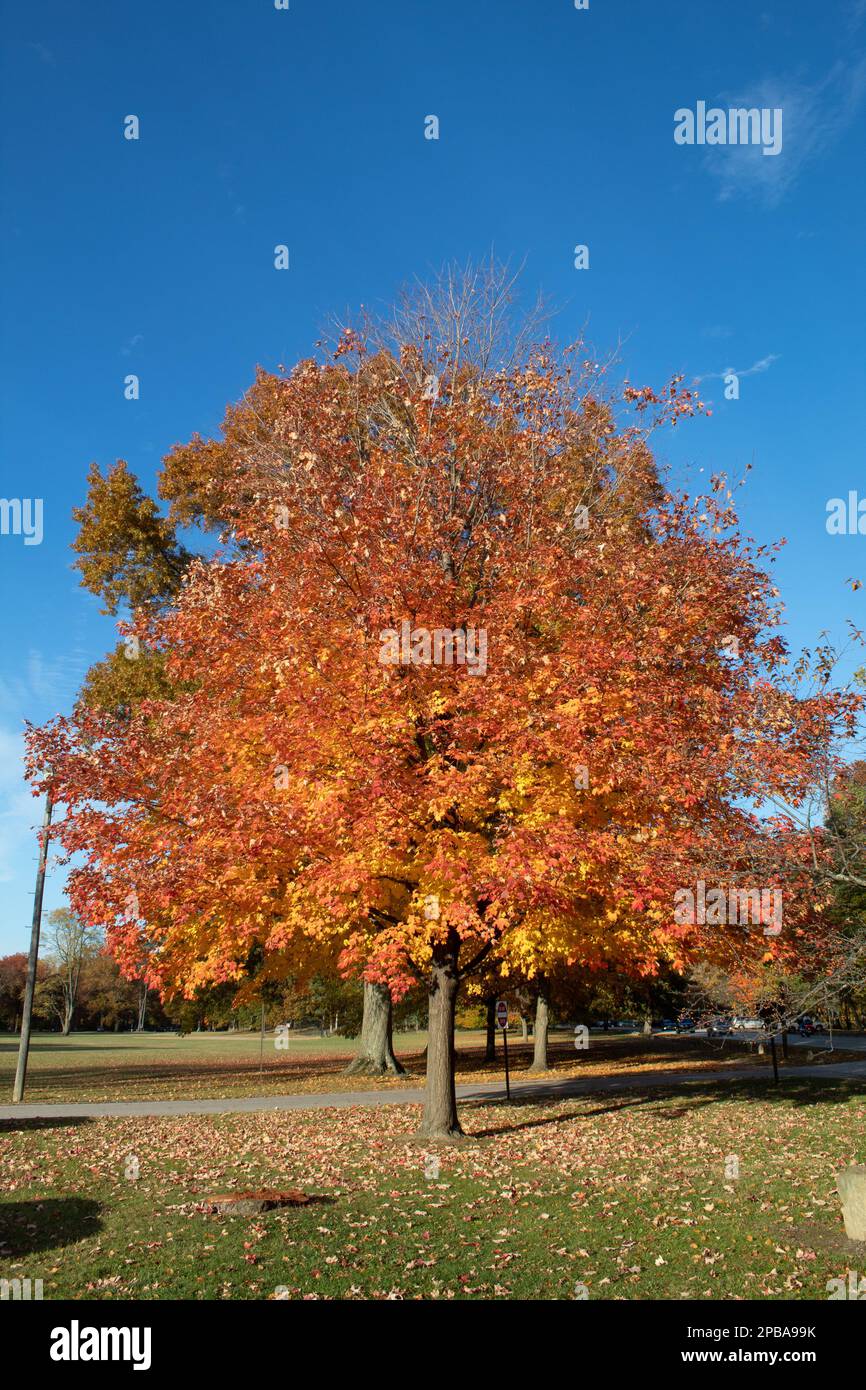 Trees an foliage in autumn in Northeast Ohio Stock Photo - Alamy