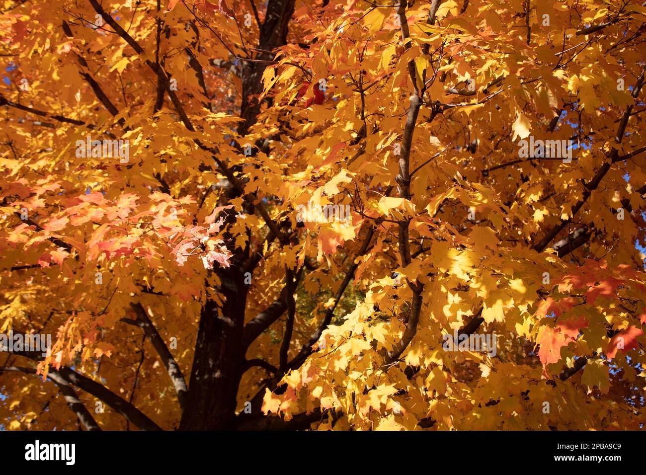 Trees an foliage in autumn in Northeast Ohio Stock Photo - Alamy
