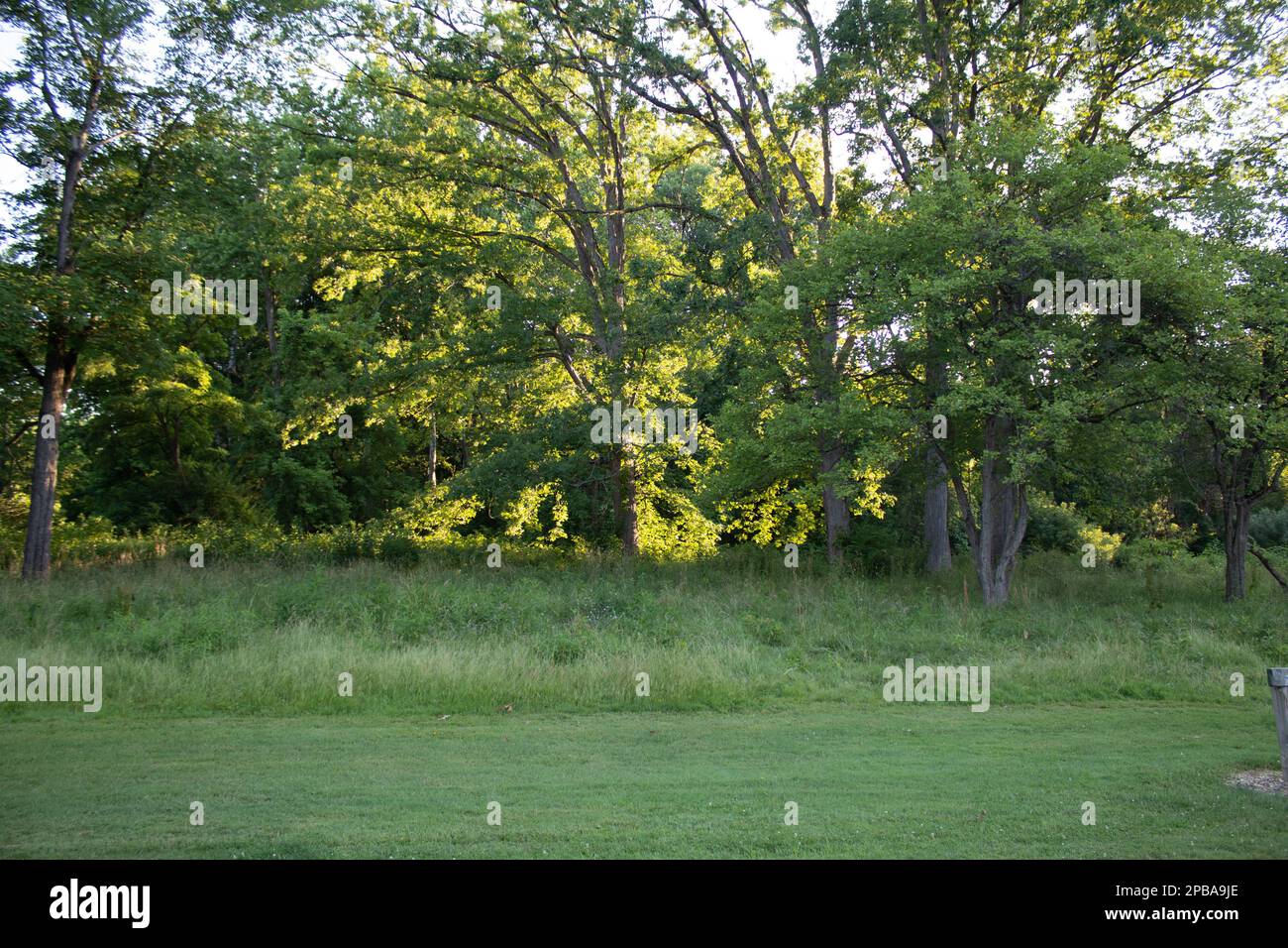 Trees in the park in Ohio Stock Photo - Alamy