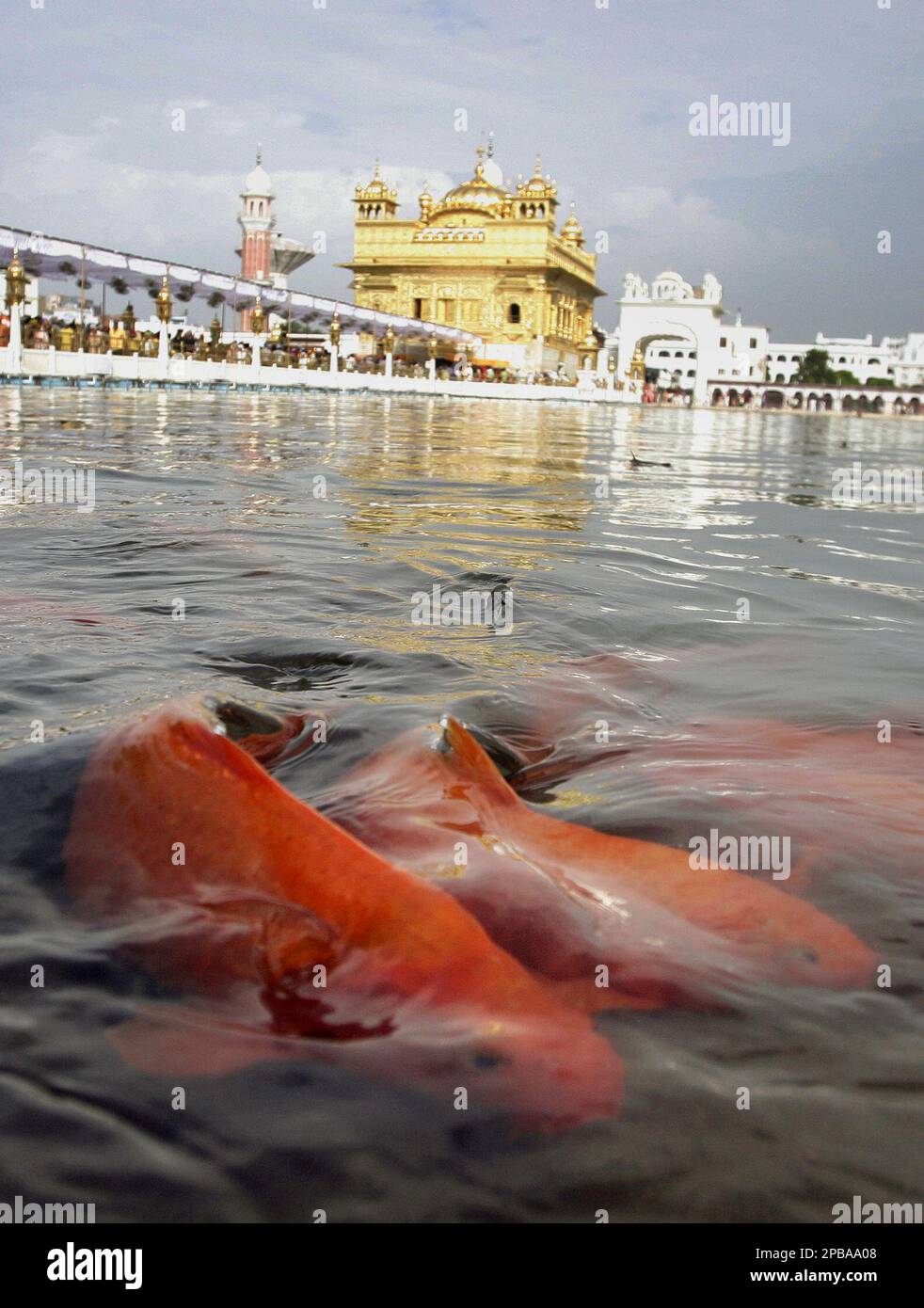 Fish swim in the holy tank surrounding the Golden Temple, background ...