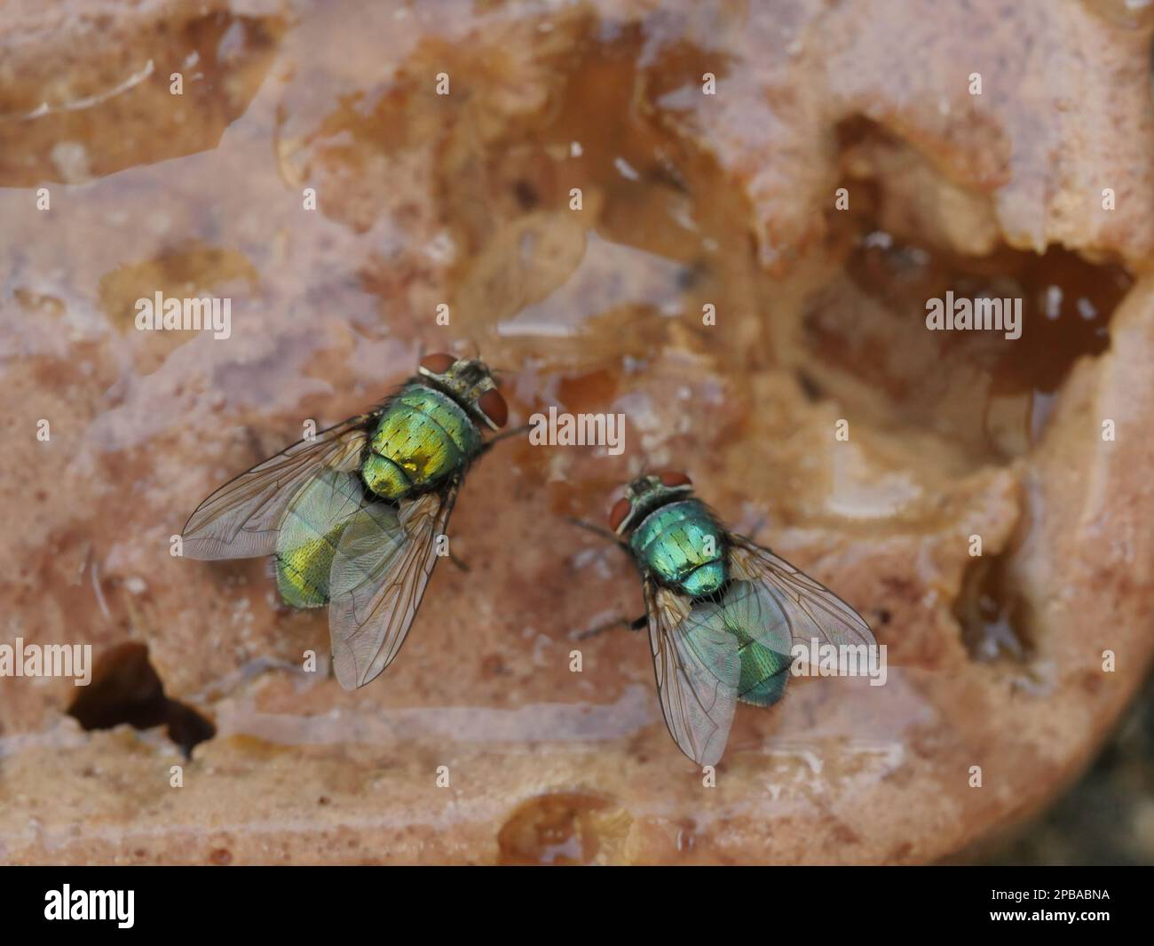 Dirty house fly hi-res stock photography and images - Alamy