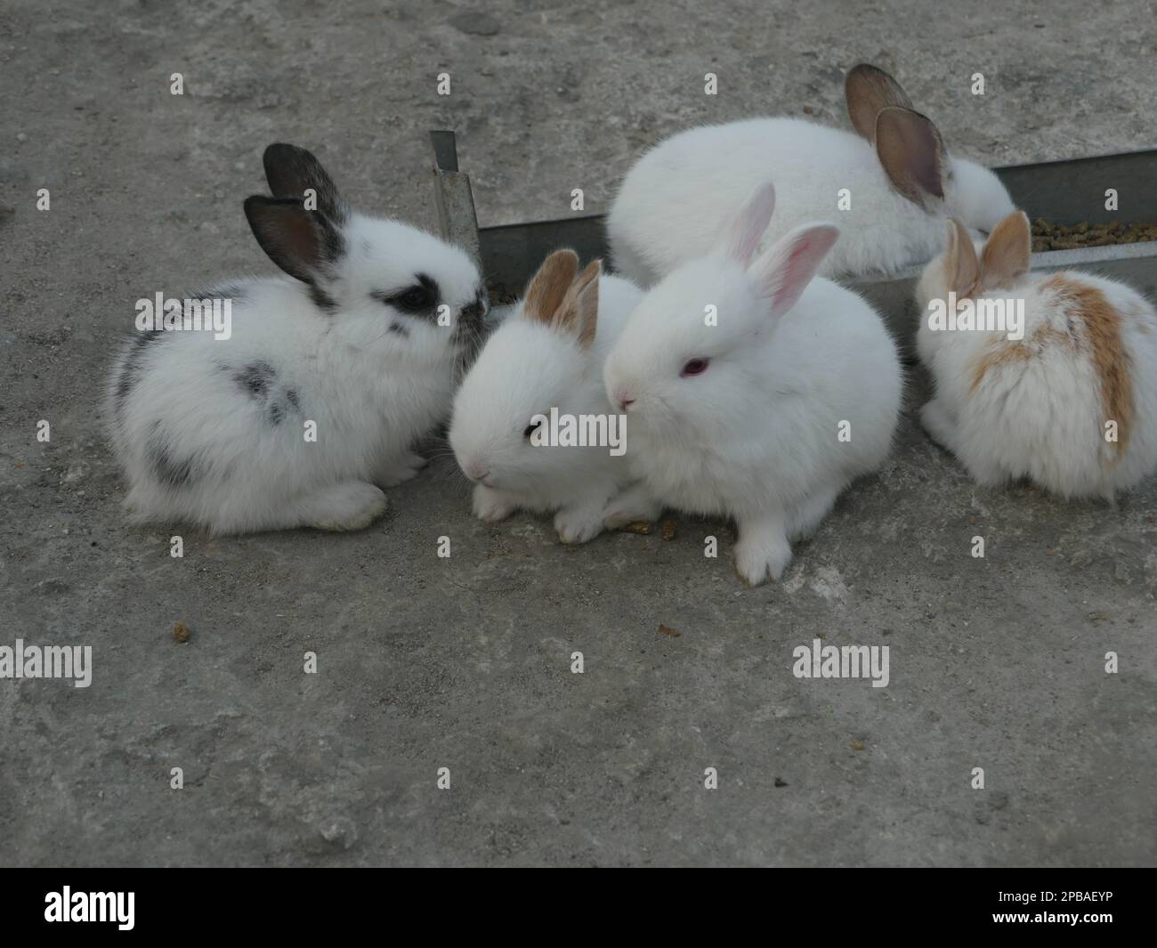 Lovely rabbits on farm Stock Photo - Alamy