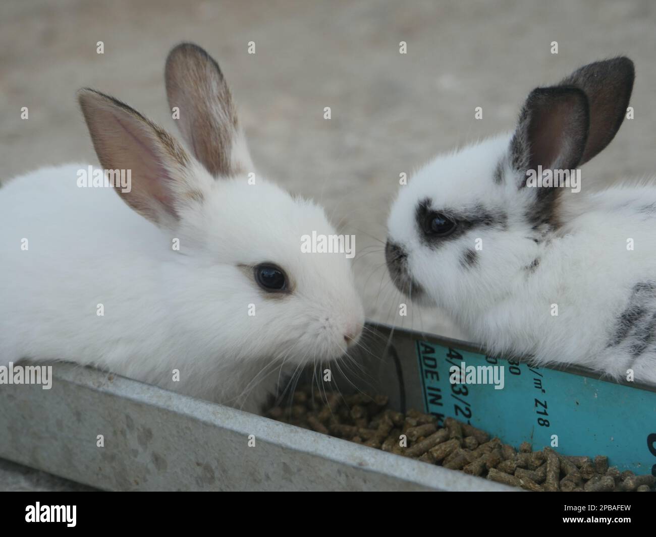 Lovely rabbits on farm Stock Photo - Alamy