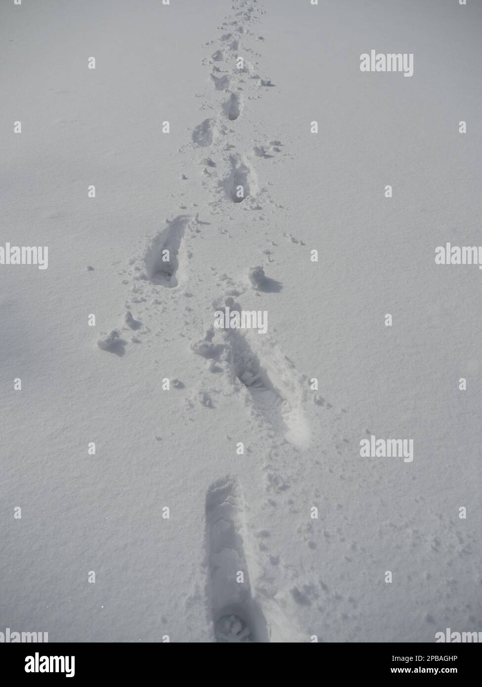 footsteps in snow Stock Photo - Alamy