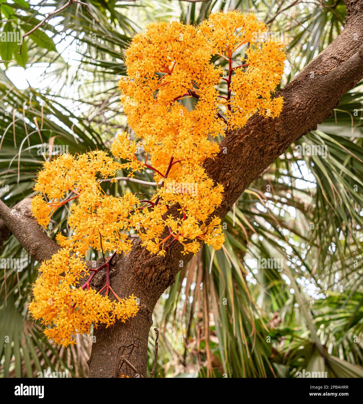 Exotic yellow orchids of the South Florida are the real beauties Stock ...