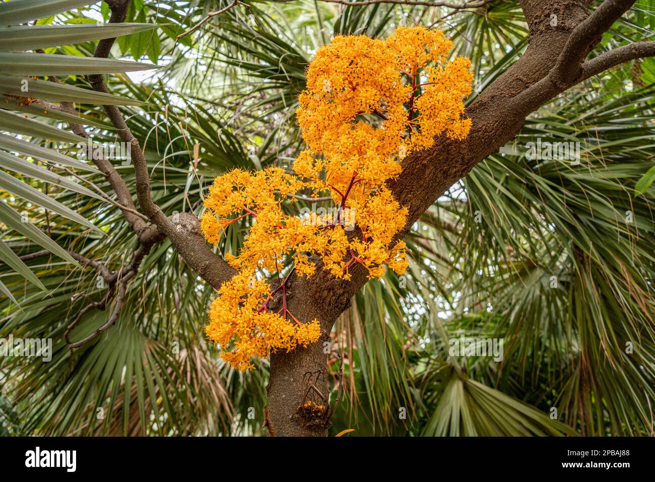 Exotic yellow orchids of the South Florida are the real beauties Stock ...
