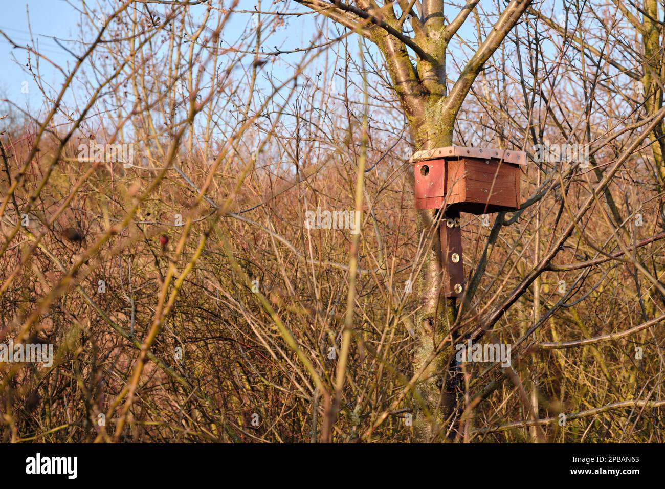 Homemade old nesting box, or birdhouse, nailed to a tree in bushes in ...