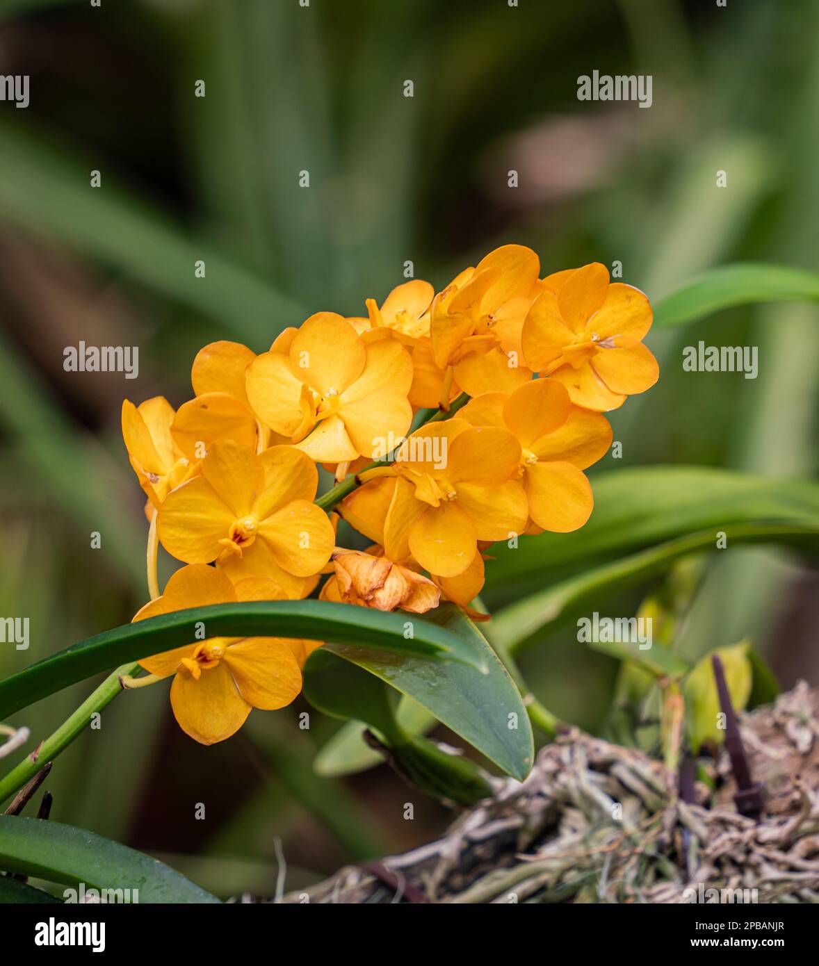 Exotic yellow orchids of the South Florida are the real beauties Stock ...
