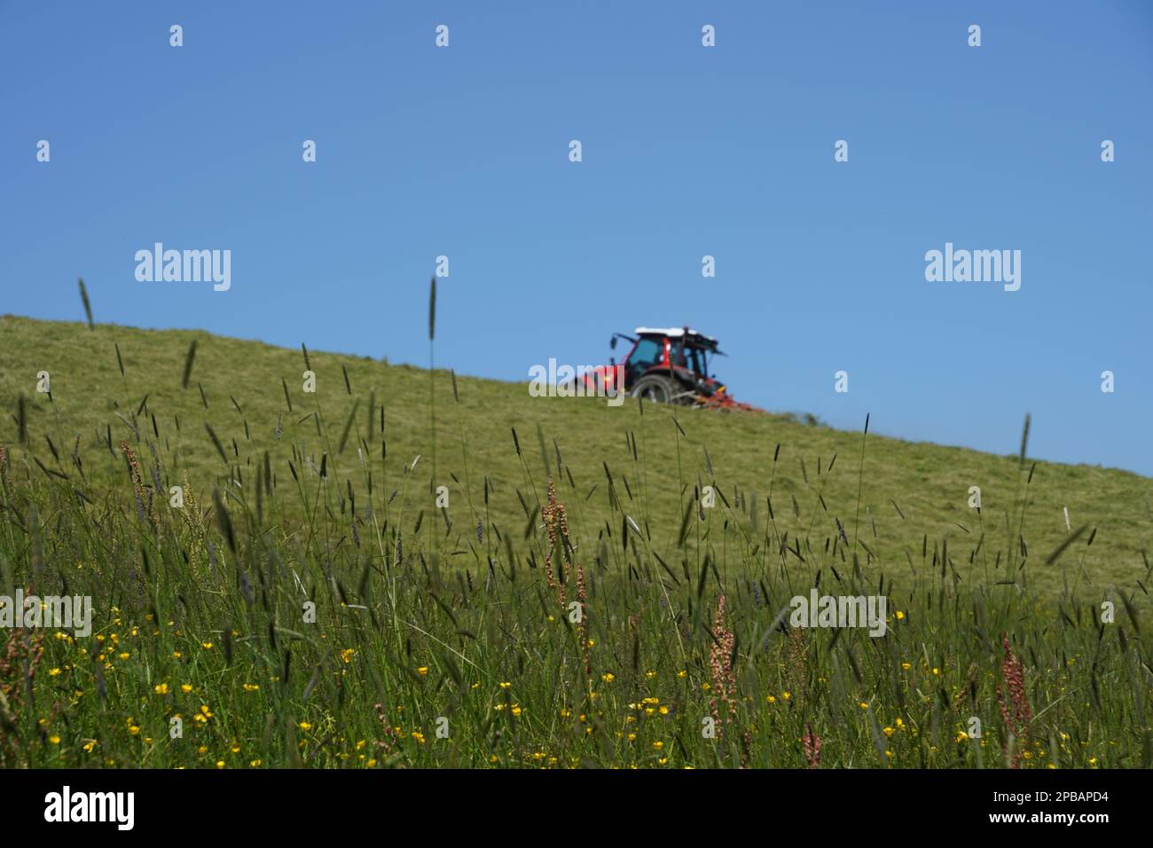 Mowing meadow wildflowers hi-res stock photography and images - Alamy