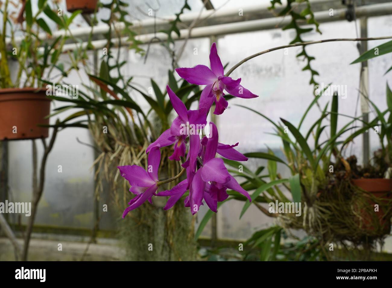 Purple orchid flowers hanging on a long stem in botanic garden ...
