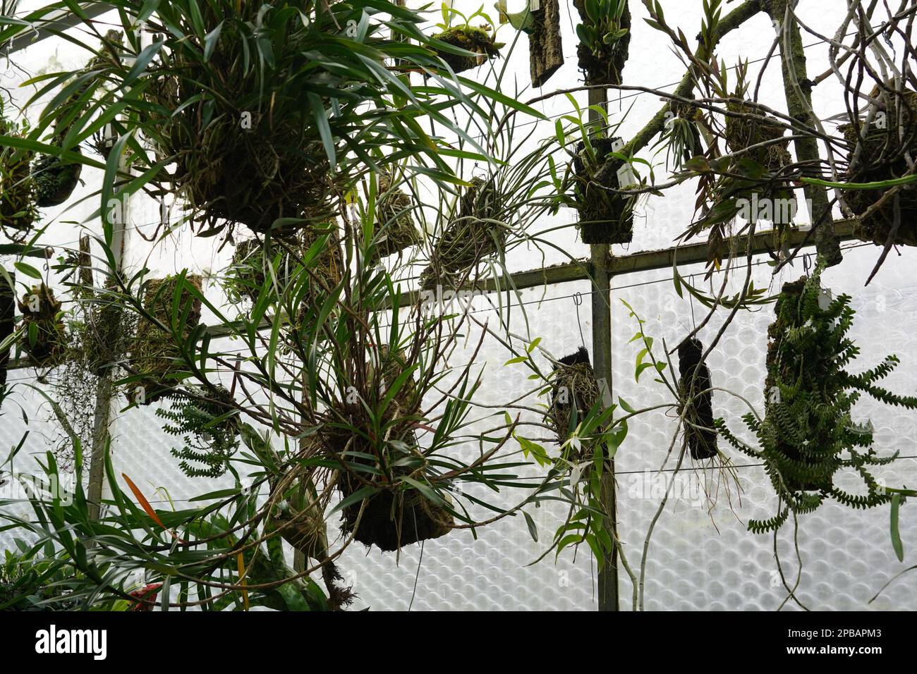 Collection of epiphyte plants hanging on the wall of a greenhouse in ...