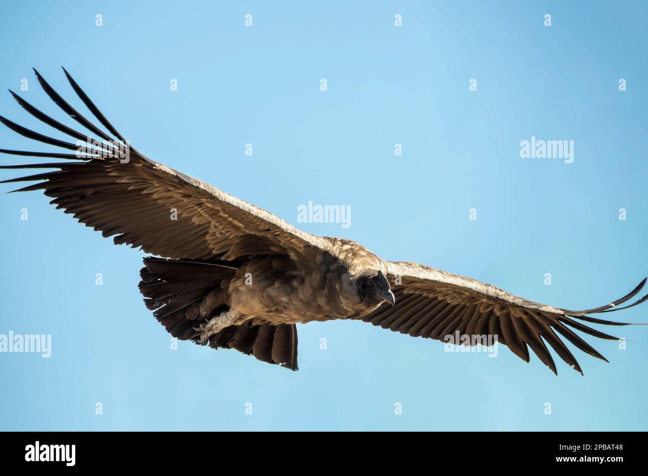 Juvenile Andean condor (Vultur gryphus) riding the updrafts, Rio ...