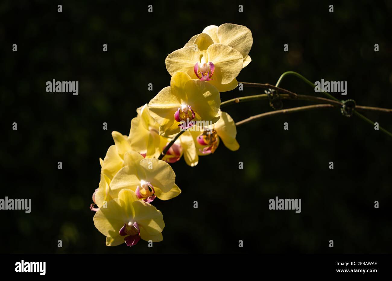 Exotic yellow orchids of the South Florida are the real beauties Stock ...