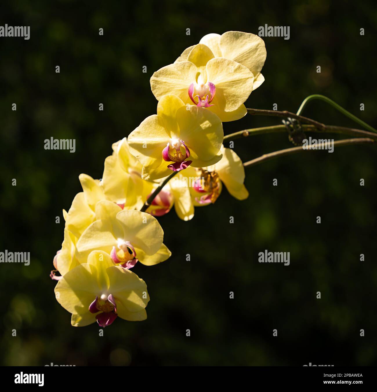 Exotic yellow orchids of the South Florida are the real beauties Stock ...