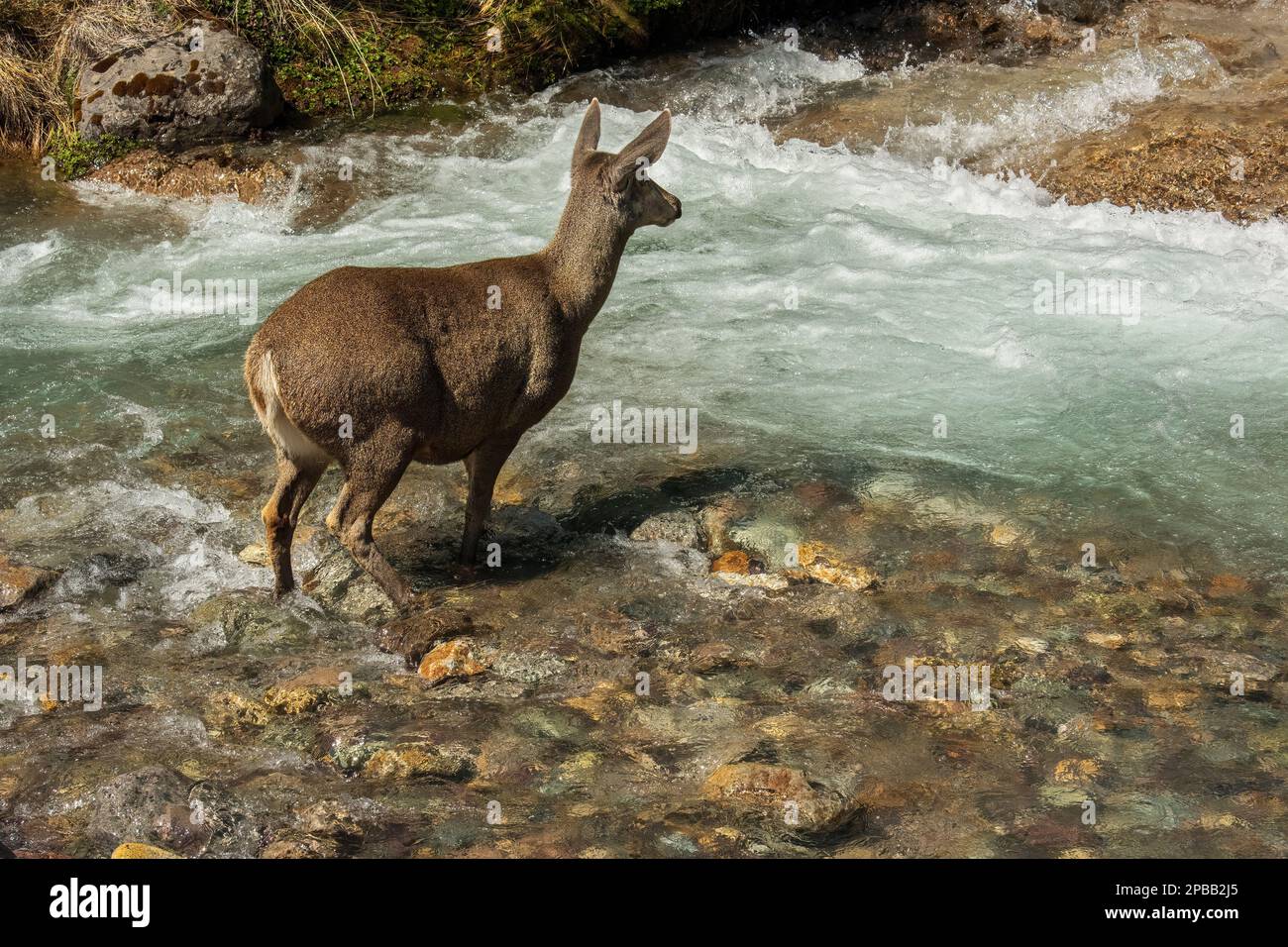 Huemul doe trying to decide where to cross, Estero Mallines O Paso las ...
