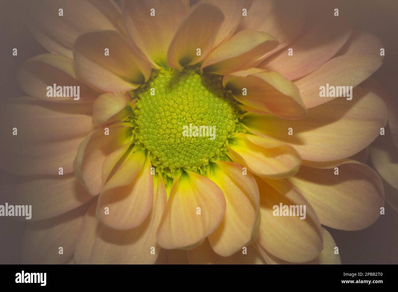 Spring Season 2023 US, GA Stock Photo - Alamy