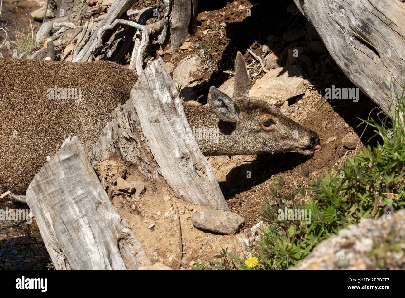 Female huemul licking salt from a patch of earth on the hillside near ...