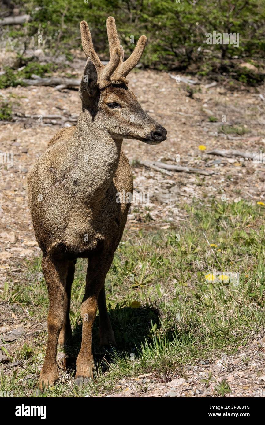 Wild male huemul (Hippocamelus bisculcus, endangered species), Estero ...