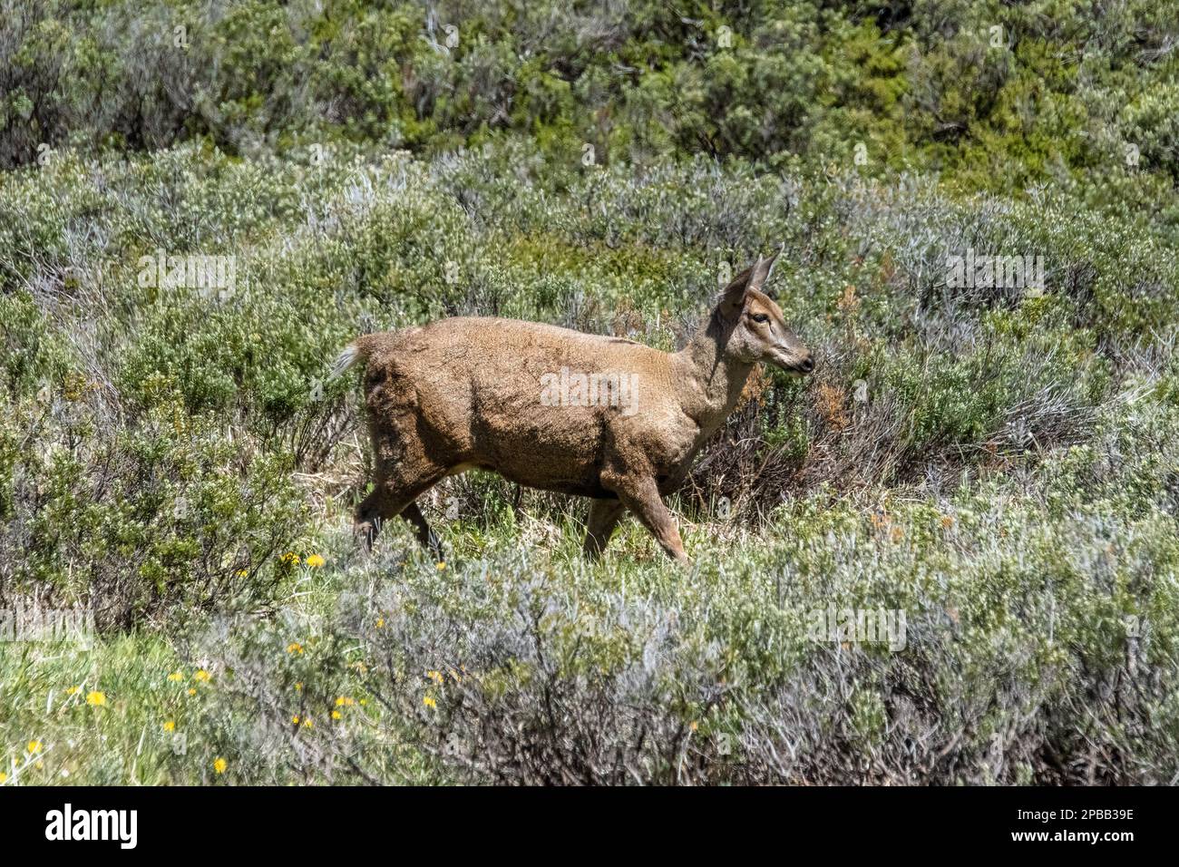 Female huemul (Hippocamelus bisculcus) in the bush, N. of Mirador Cerro ...