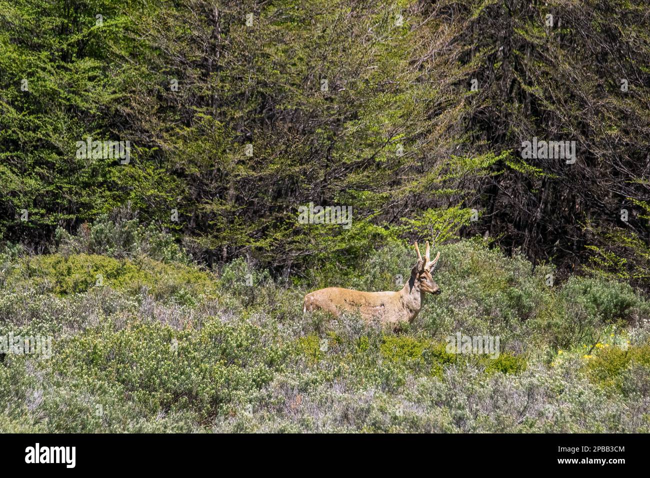 Male huemul (Hippocamelus bisculcus) with velvet antlers in the bush, N ...