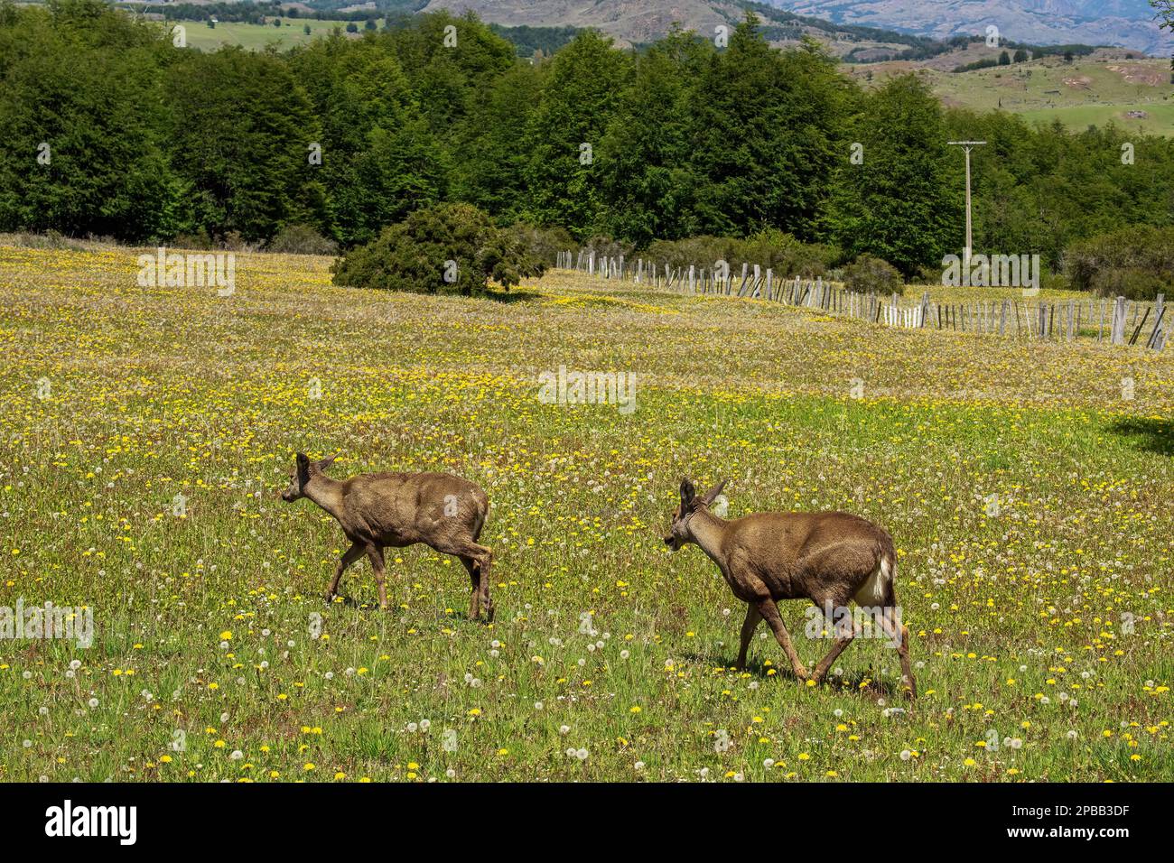 Pair of female huemul (Hippocamelus bisculcus) in a field of dandelions ...