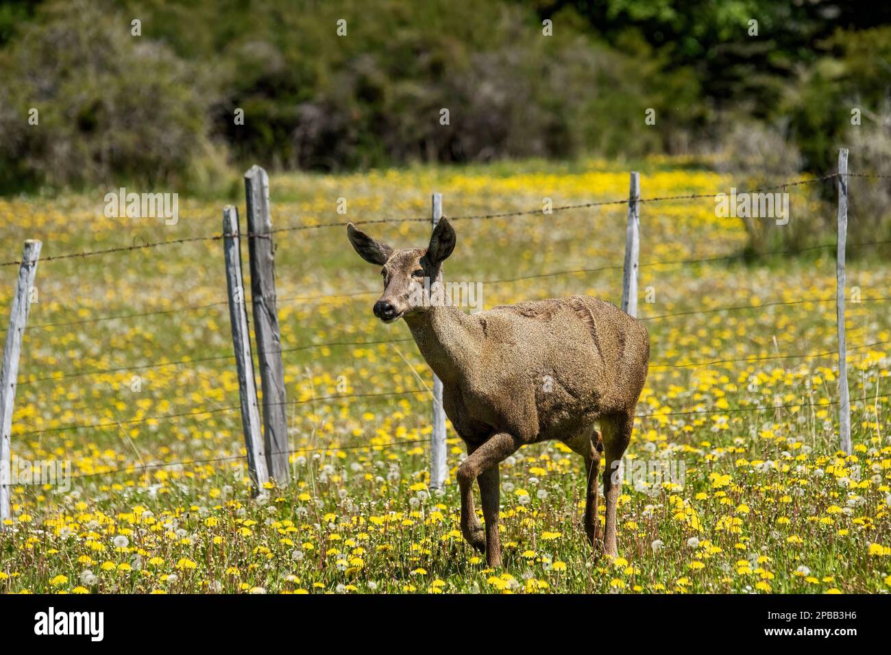 Female huemul (Hippocamelus bisculcus) in a field of dandelions looking ...