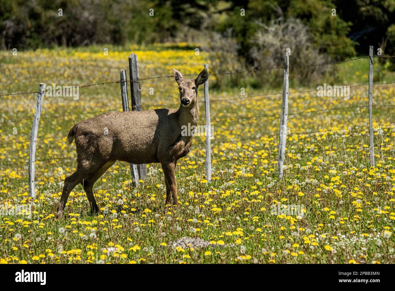 Female huemul (Hippocamelus bisculcus) in a field of dandelions by a ...