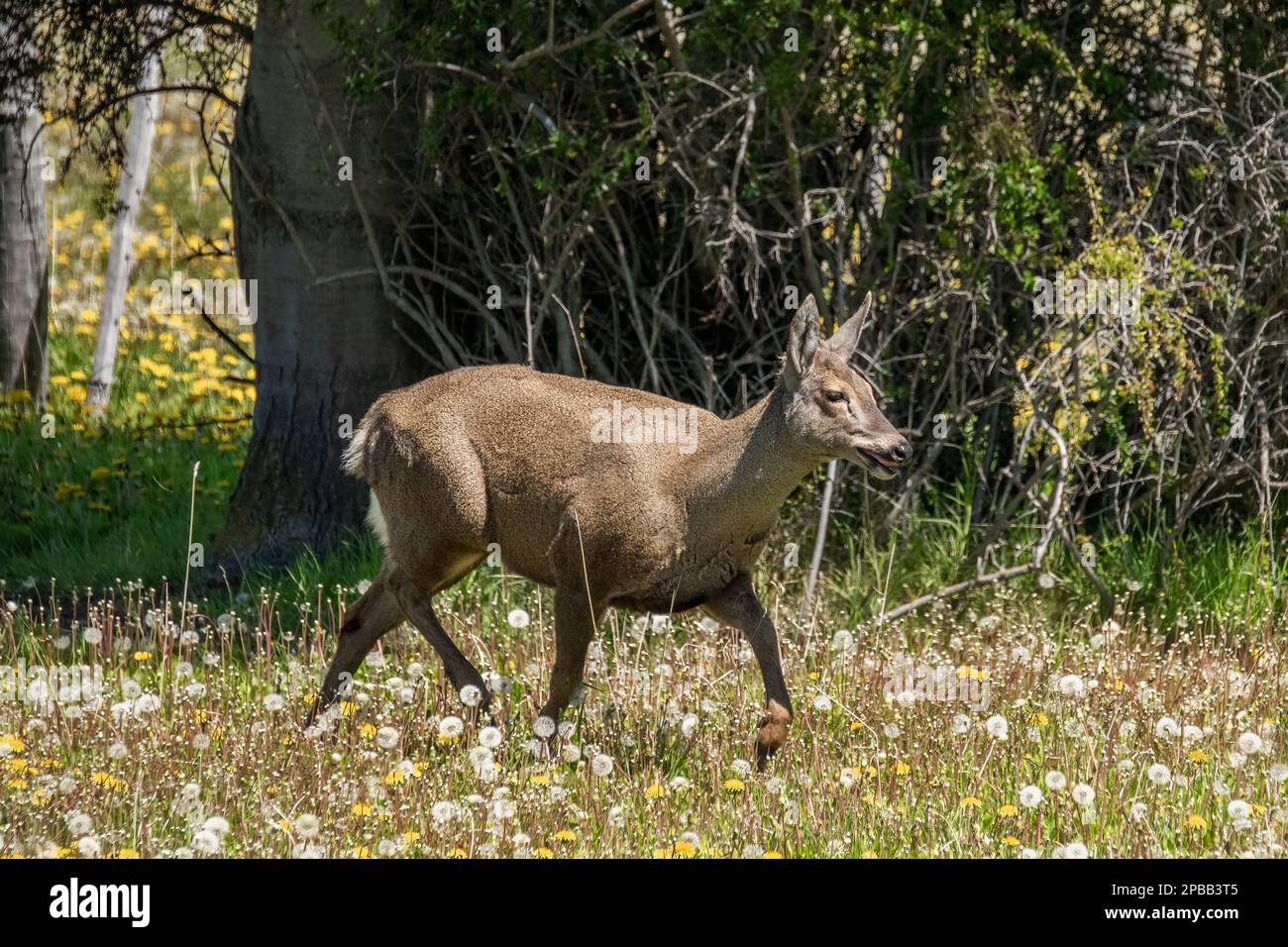 Huemul hi-res stock photography and images - Alamy