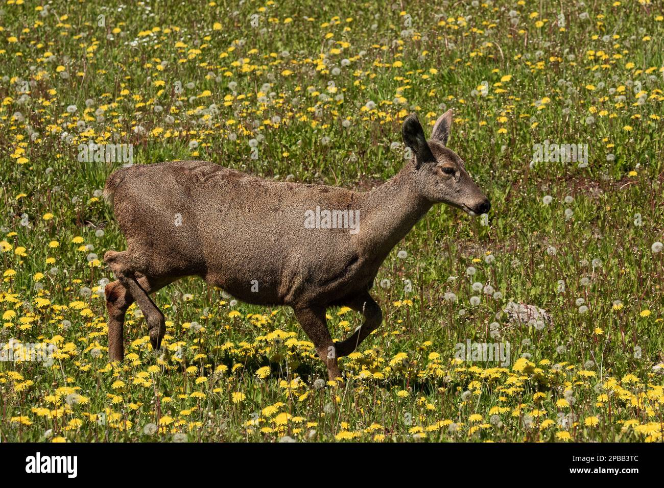 Female huemul (Hippocamelus bisculcus) in a field of dandelions, El ...