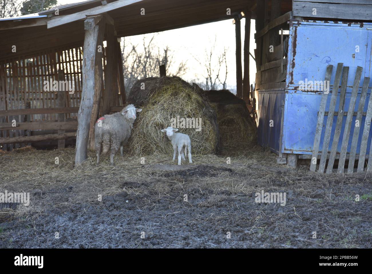 A mother sheep with a haystack Stock Photo - Alamy