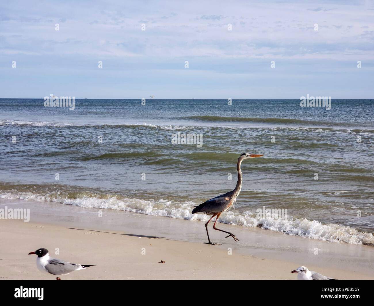 Seabirds on the beach in Gulf Shores Stock Photo - Alamy