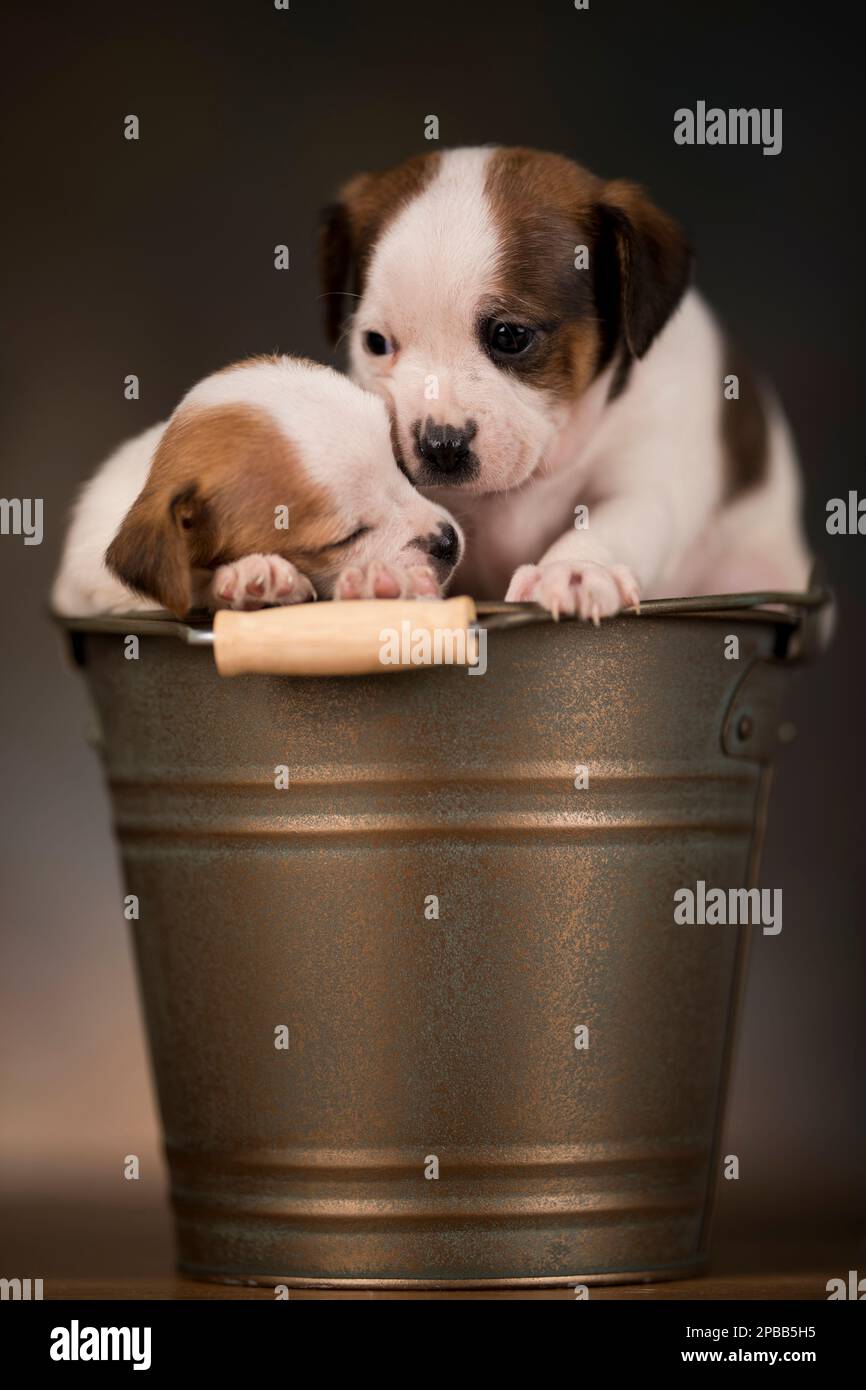 Dogs in a metal bucket Stock Photo - Alamy