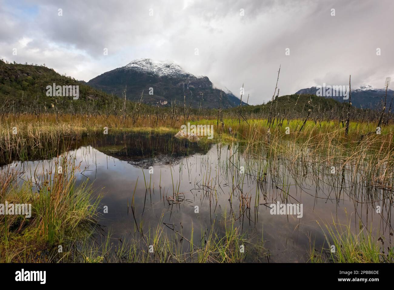 Burned out trees, pond weeds and reflections, snow on mountain, X-904 ...
