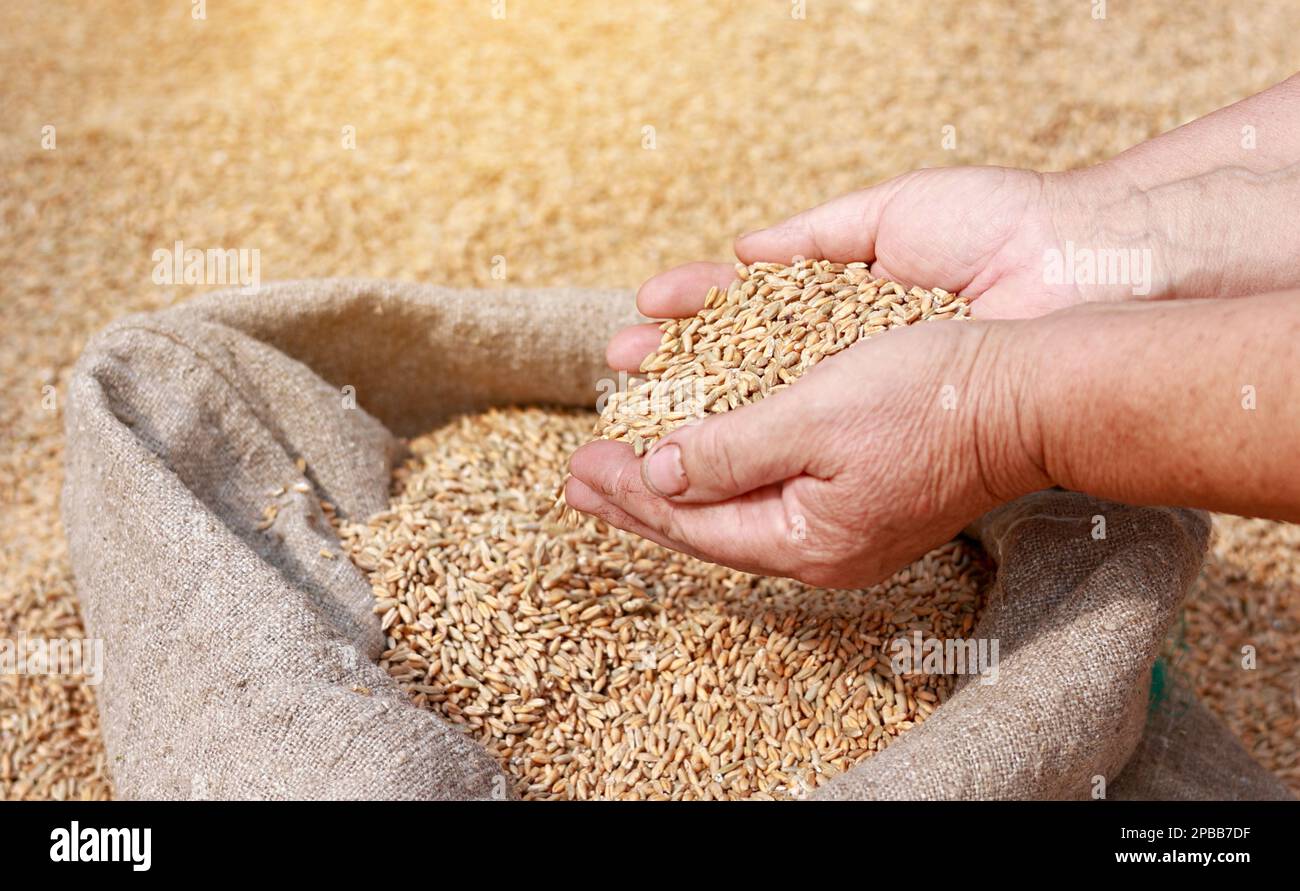 Hands of older female puring and sifting wheat grains in a jute sack ...