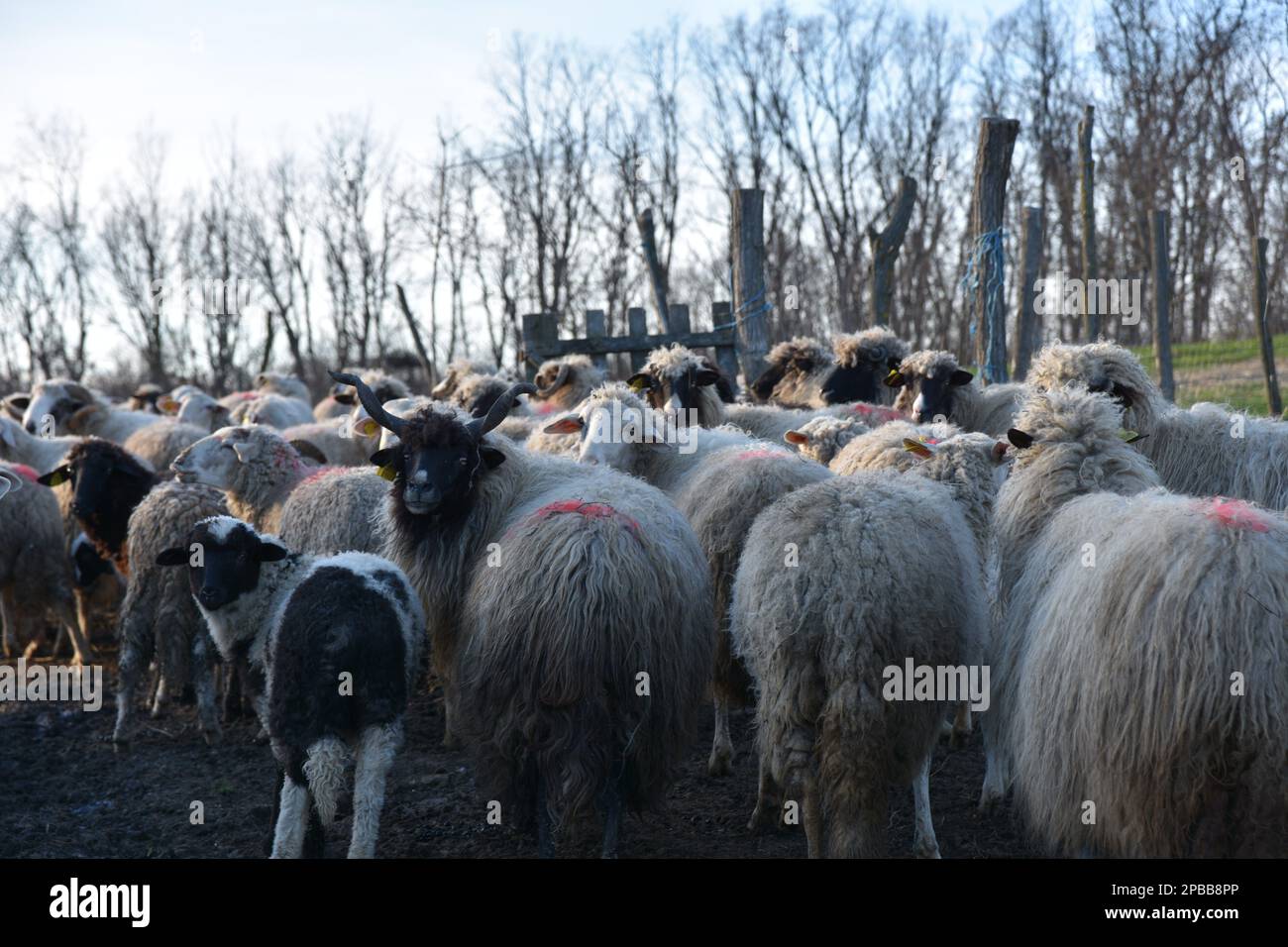 Goat and sheep food hi-res stock photography and images - Alamy