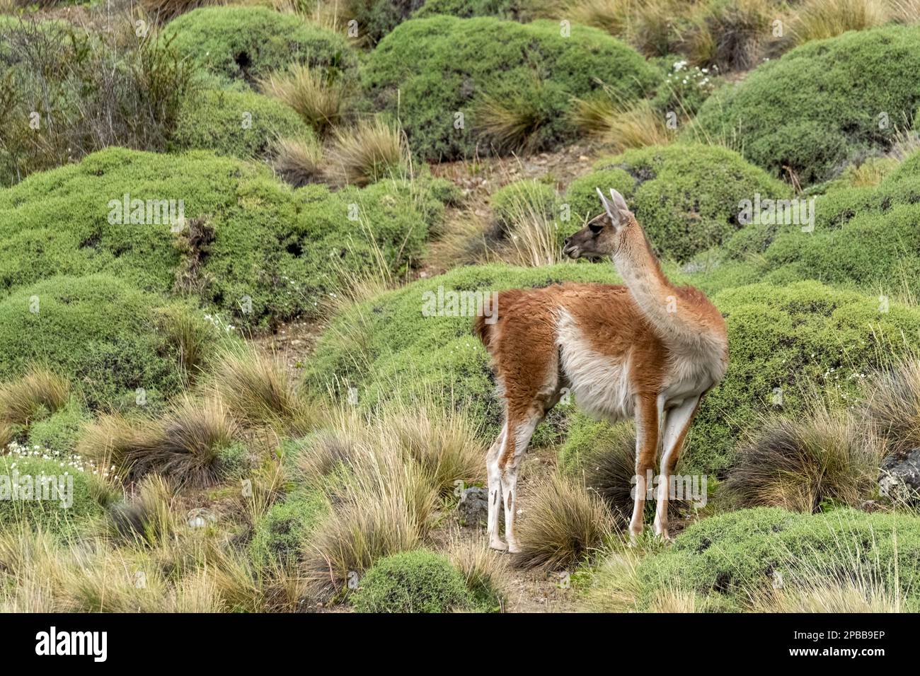 Guanacos patagonia grasslands hi-res stock photography and images - Alamy