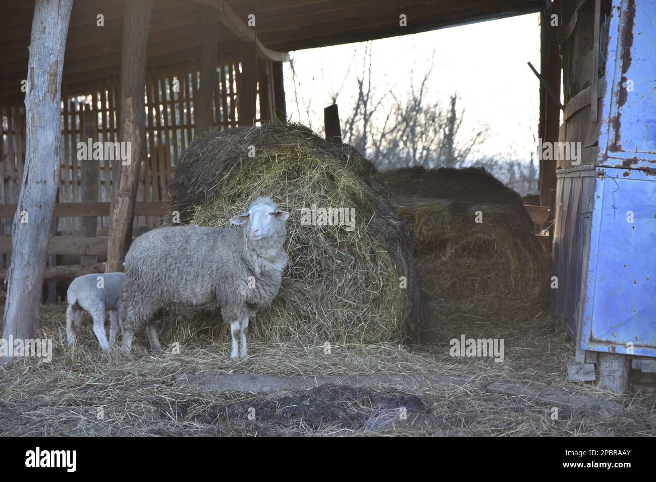 A mother sheep with a haystack Stock Photo - Alamy