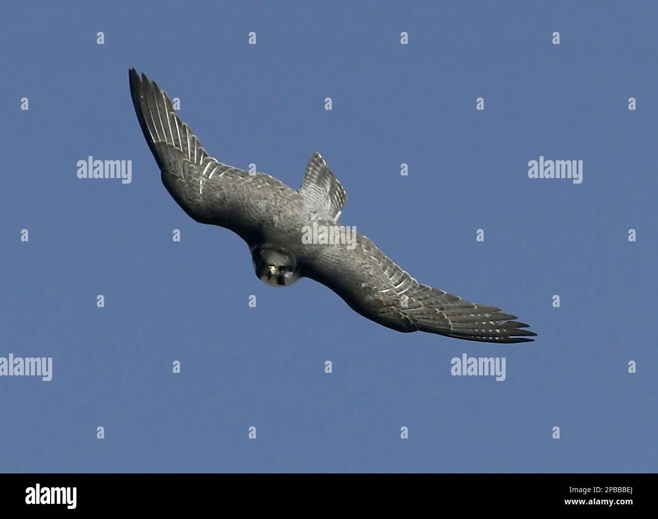 The mother Peregrine Falcon keeps a close eye as she circles her nest ...