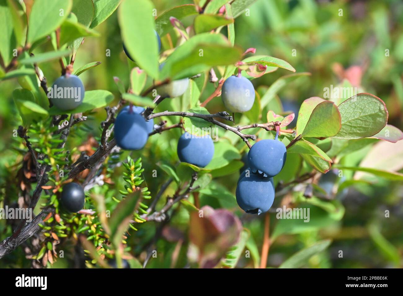Delicious summer berries blueberries hi-res stock photography and ...