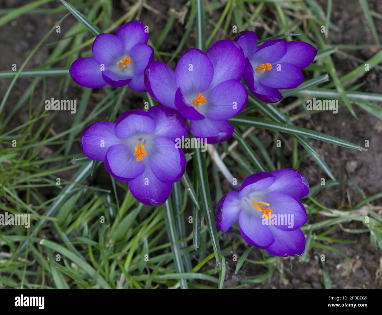Crocus flower history hi-res stock photography and images - Alamy