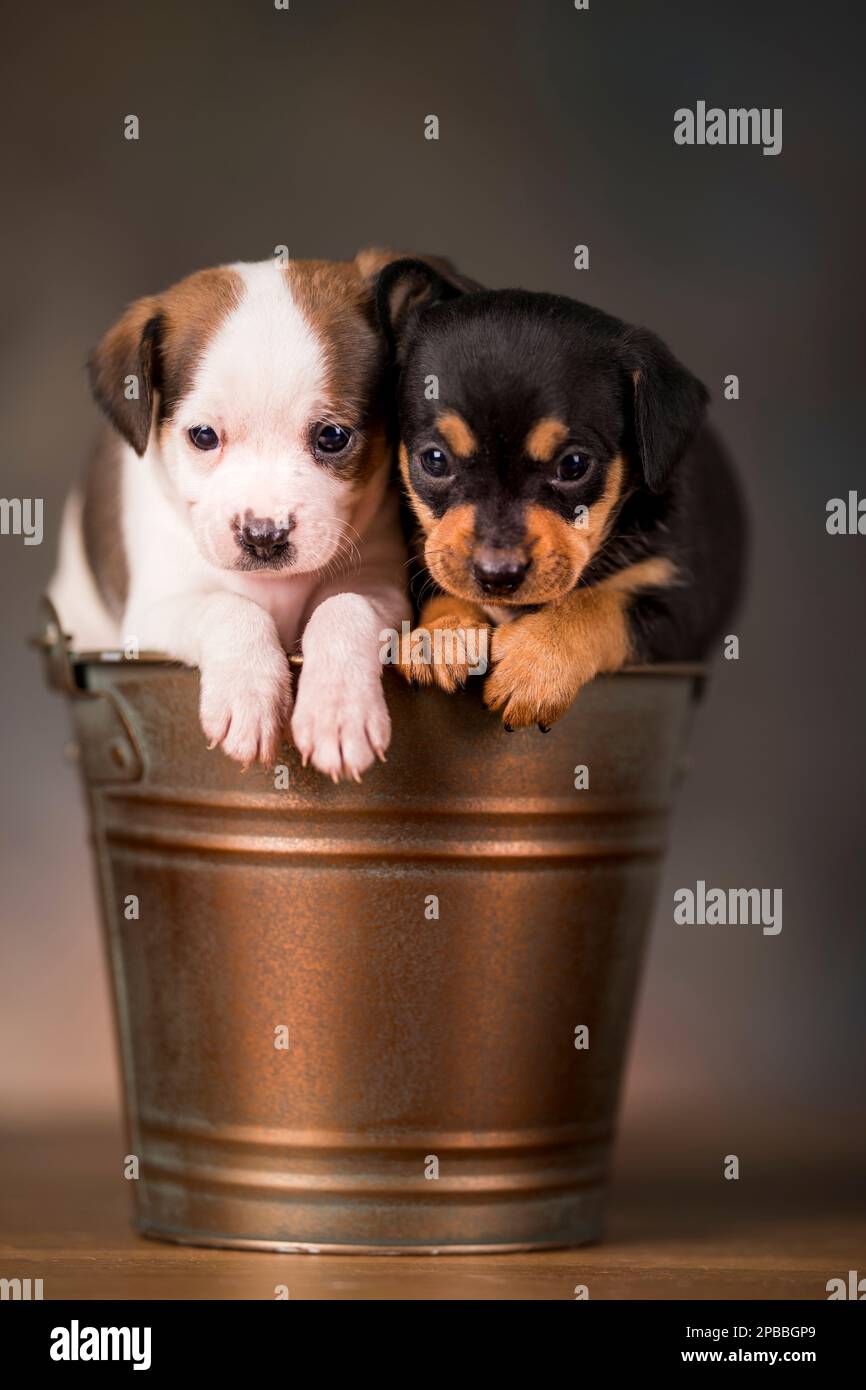 Dogs in a metal bucket Stock Photo - Alamy