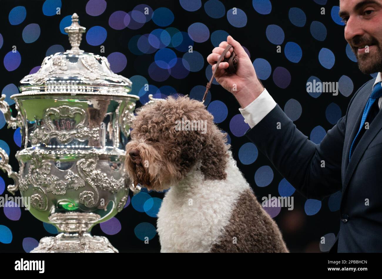 Orca the Lagotto Romagnolo with handler Javier Gonzalez Mendikote who ...