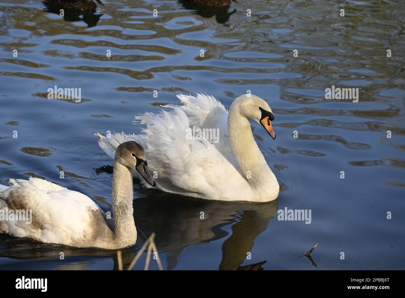 Cygnini cygnus hi-res stock photography and images - Alamy
