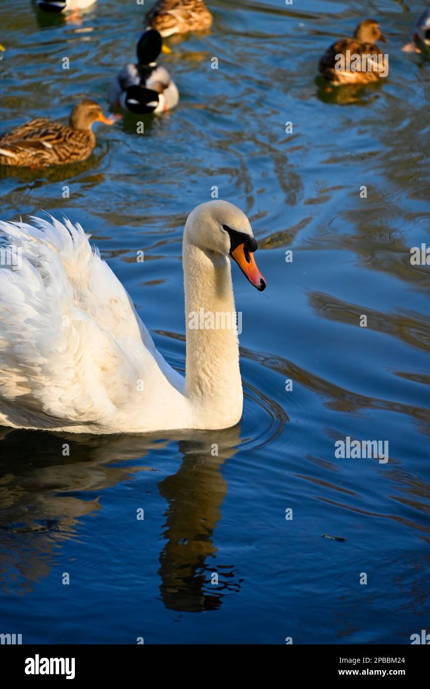 Scottish mute swan hi-res stock photography and images - Alamy