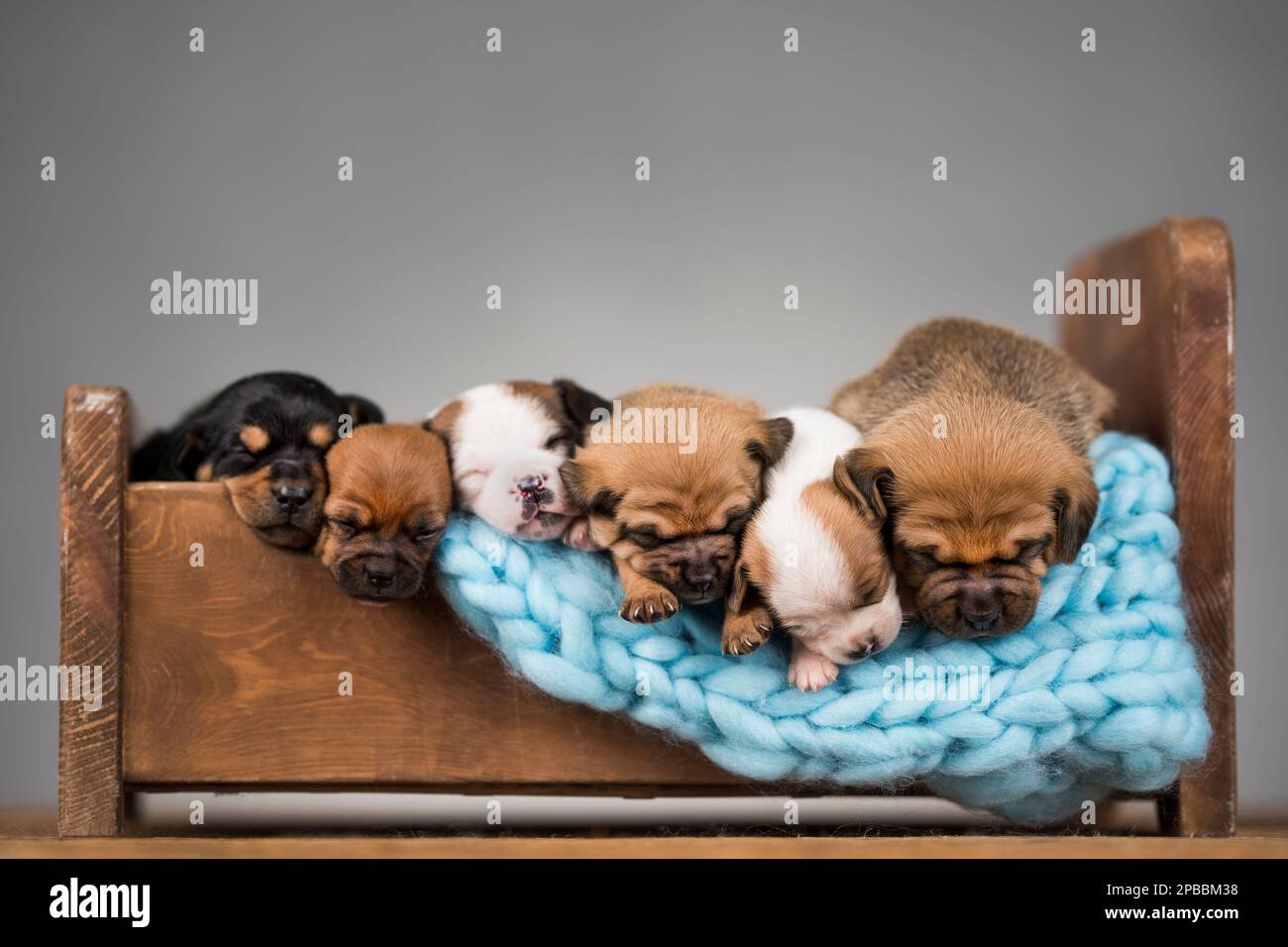 Dogs sleep on a small wooden bed Stock Photo - Alamy