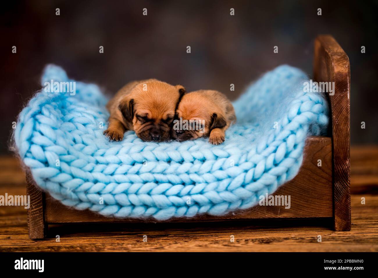 Dogs sleep on a small wooden bed Stock Photo - Alamy